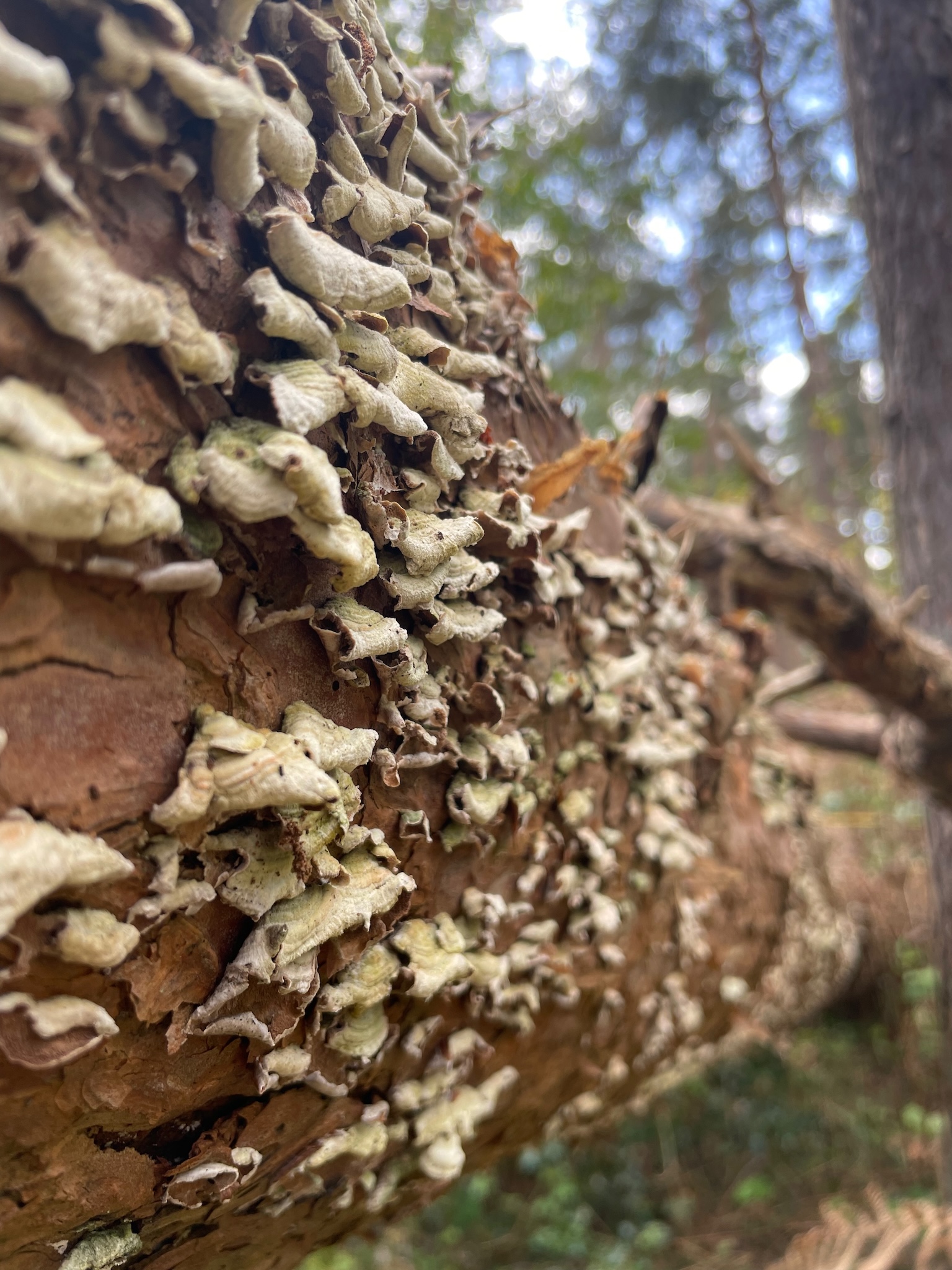 Tree crisps | tank green dot com